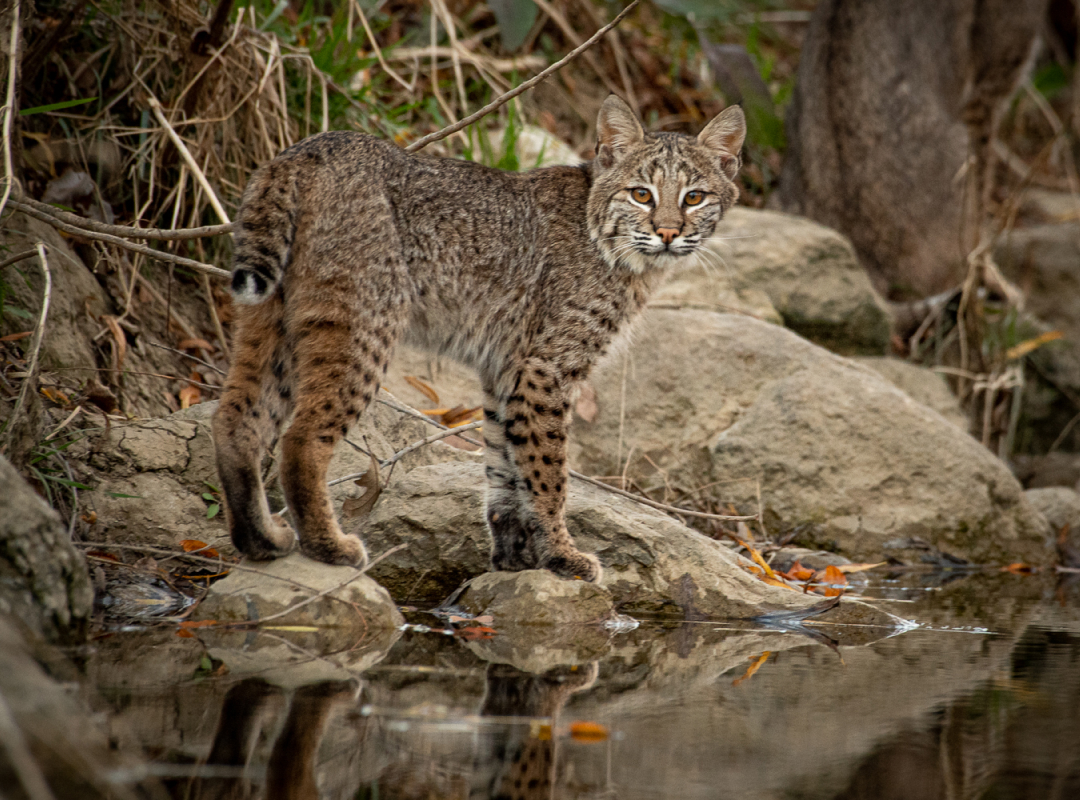Jaguarundi - Texas Native Cats